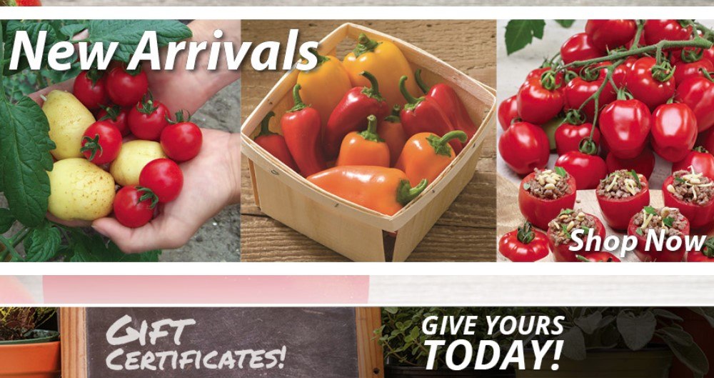 Buy Fresh Tomatoes Online From These 5 Websites | Food For Net
